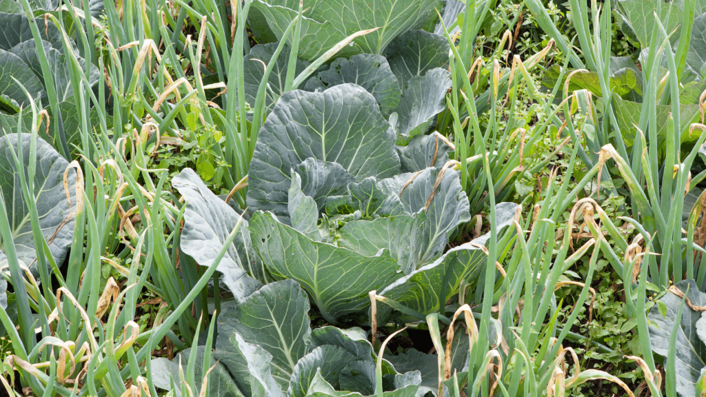 Maximize Space Using Garden Interplanting – My Favorite Homestead